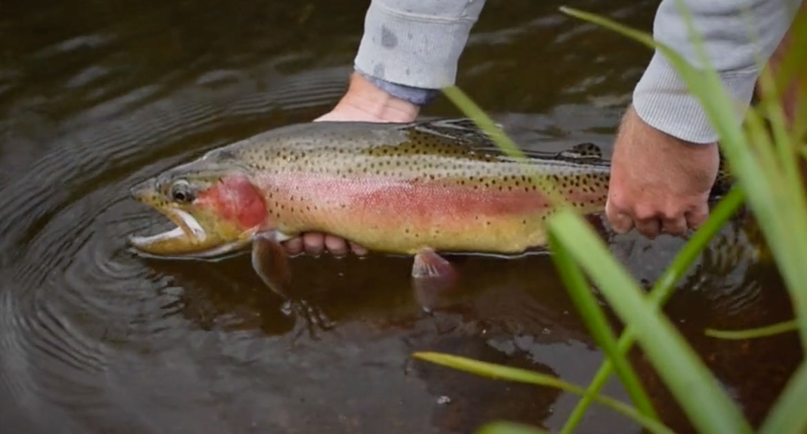 Exotic Australian Trout — Flymag.Net