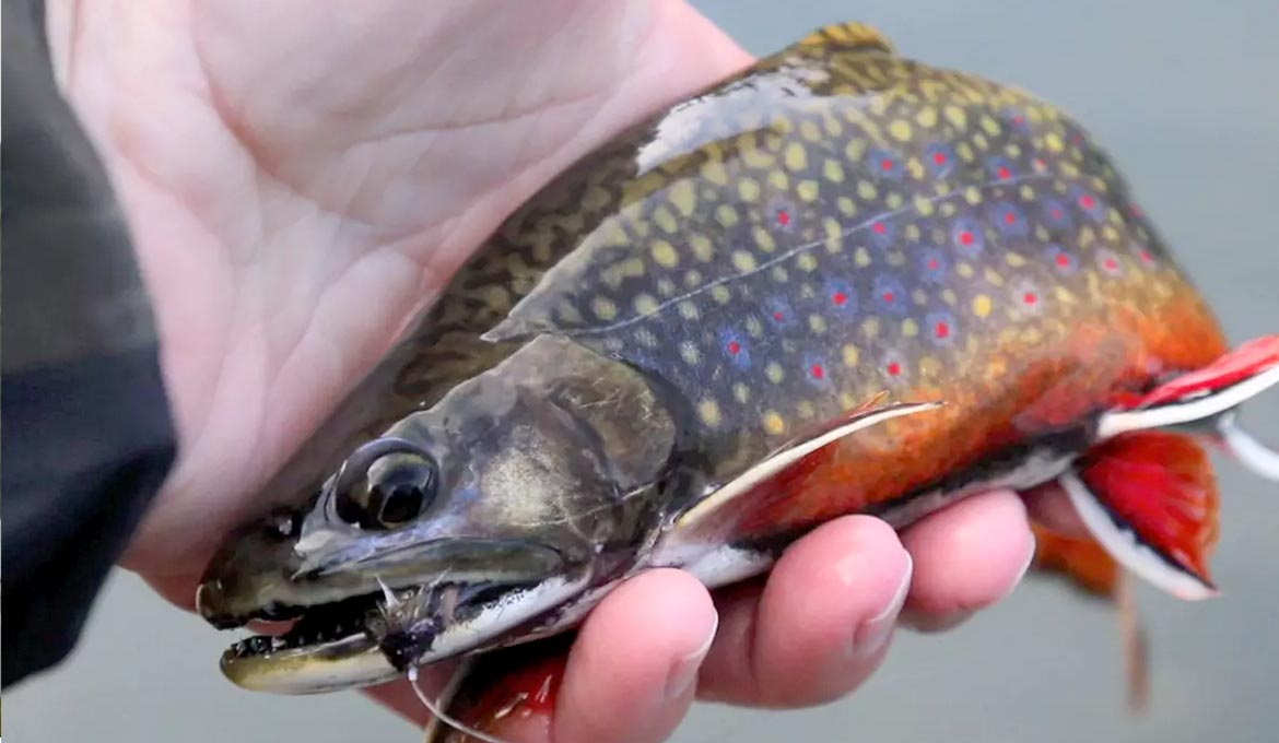 Incredible Brook Trout colors — Flymag.Net