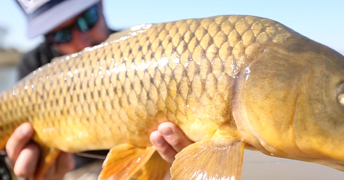 Fun in the mud! Carp Fly Fishing in Australia — Flymag.Net