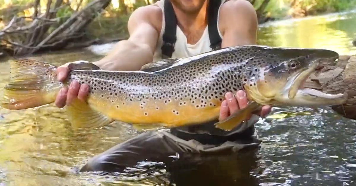 Pursuit of Monster Brown Trout in Tyenna River - Tasmania — Flymag.Net