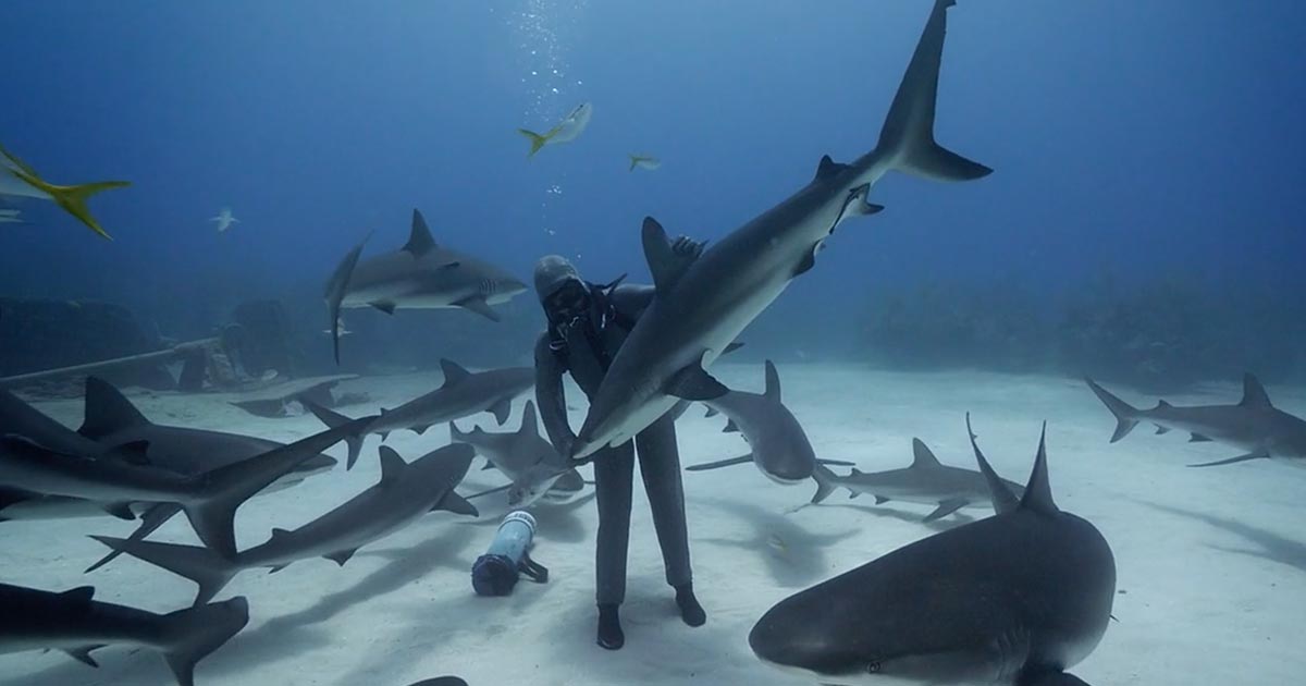Shark Whisperer - Touch Made Powerful: Shark Dancer — Flymag.Net